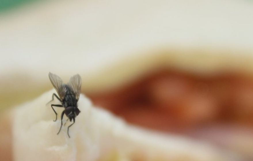 Should I throw away food once a fly has landed on it? - EconoTimes