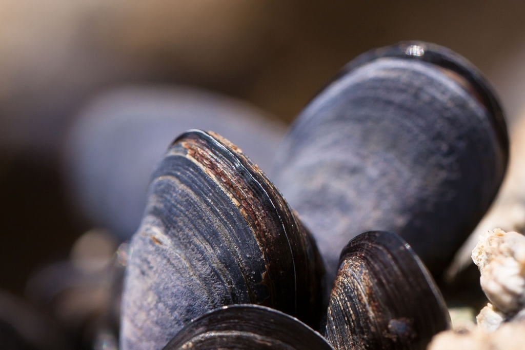 Mussel power: how ocean acidification is changing shells - EconoTimes