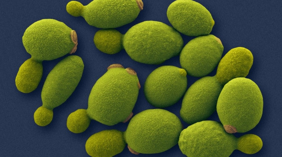 Pichia Pastoris - Just What You Need To Keep Your Skin Healthy - EconoTimes