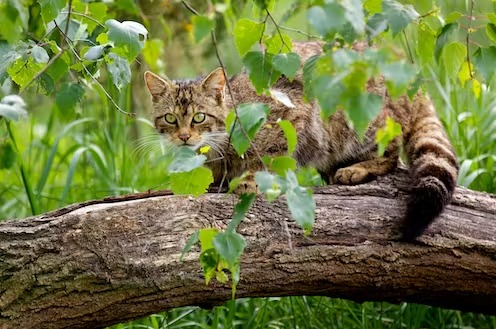 Wildcats lived alongside domestic cats for 2,000 years but only started ...